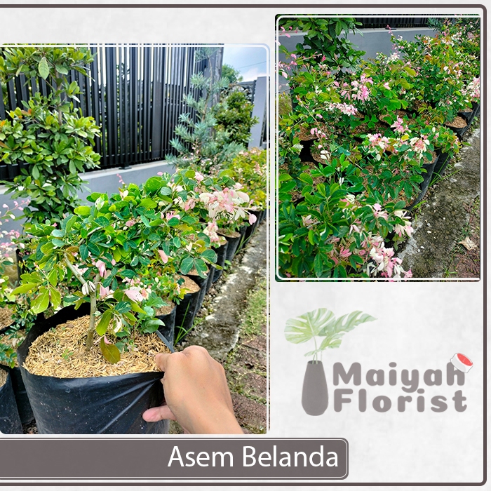 Jual Tanaman Herbal Asem Belanda - Pithecellobium dulce | Shopee Indonesia