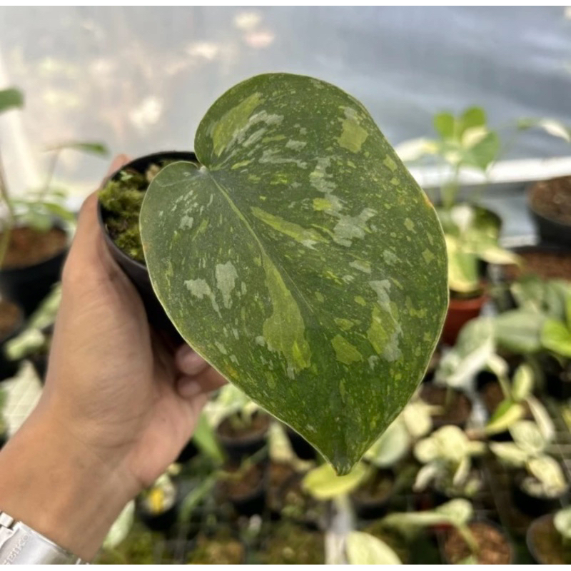 Jual Scindapsus Baticon Variegata | Shopee Indonesia