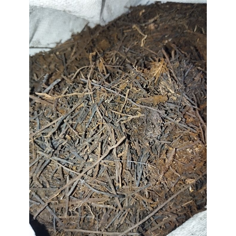 Jual Media Tanam Pakis Repackage kemasan Plastik 1Kg | Shopee Indonesia