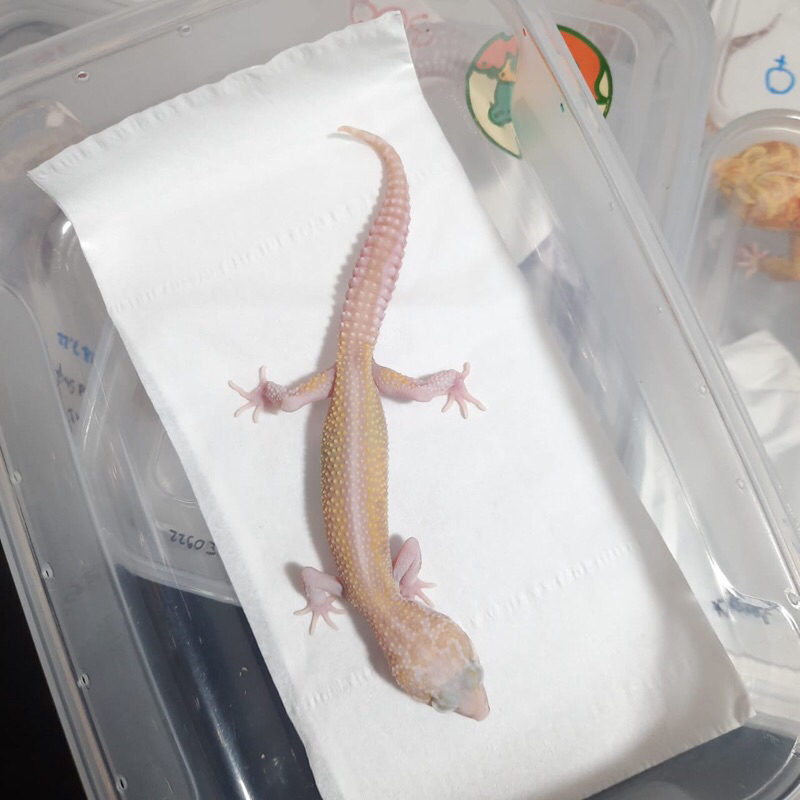 Jual Ulat bambu albino | Shopee Indonesia