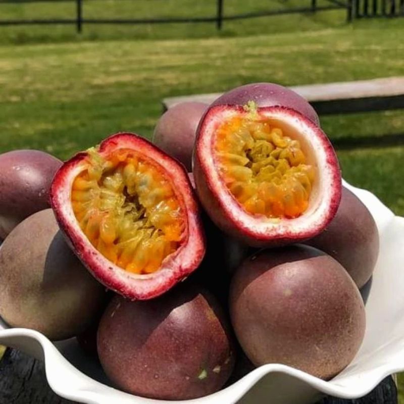 Jual 5 Biji - Benih Unggul Markisa Ungu Manis - Bibit Tanaman Buah Buahan | Shopee Indonesia