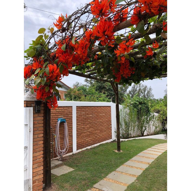 Jual Bibit Bunga Flame Of Irian, Tanaman Merambat Kuku Macan, GRATIS ...