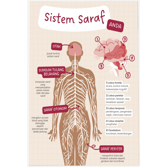 Jual NEW - Poster Kesehatan Tentang Sistem Organ Saraf Anatomi Tubuh | Shopee Indonesia