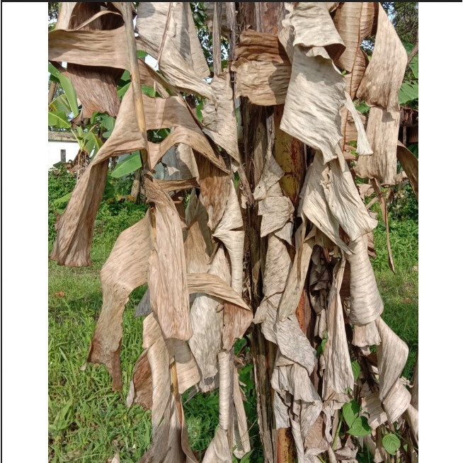 Jual Daun pisang kering / daun pisang kararas | Shopee Indonesia