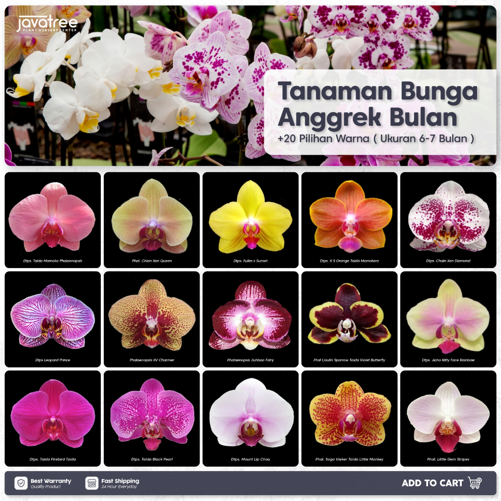 Jual JAVATREE - Paket Bunga Anggrek Bulan Hybrid Usia 6-7 Bulan ...