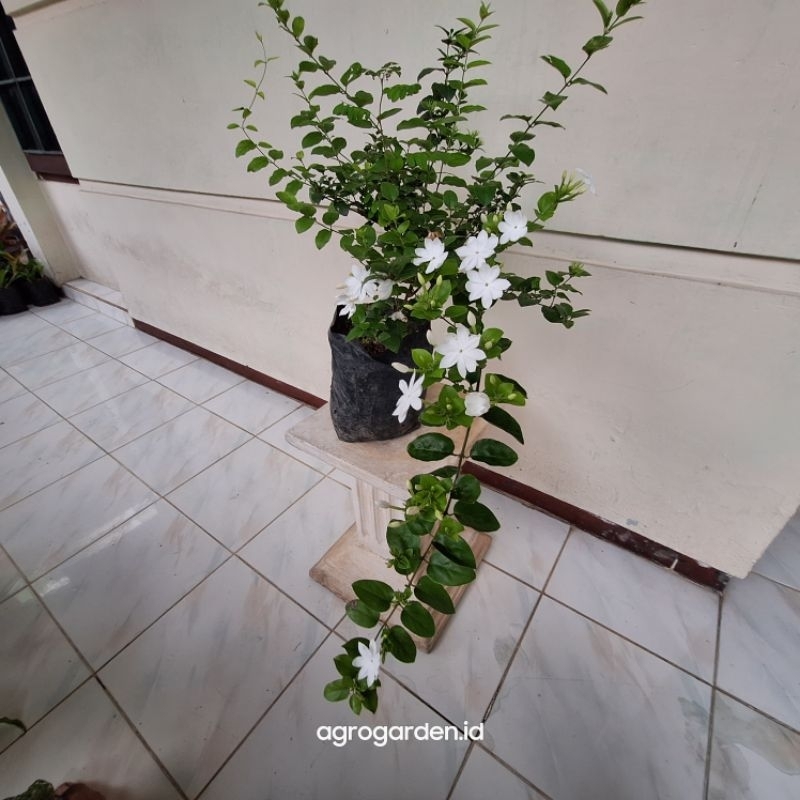 Jual Melati Rambat - Melati Yasmin Rambat - Melati Bintang - Melati ...