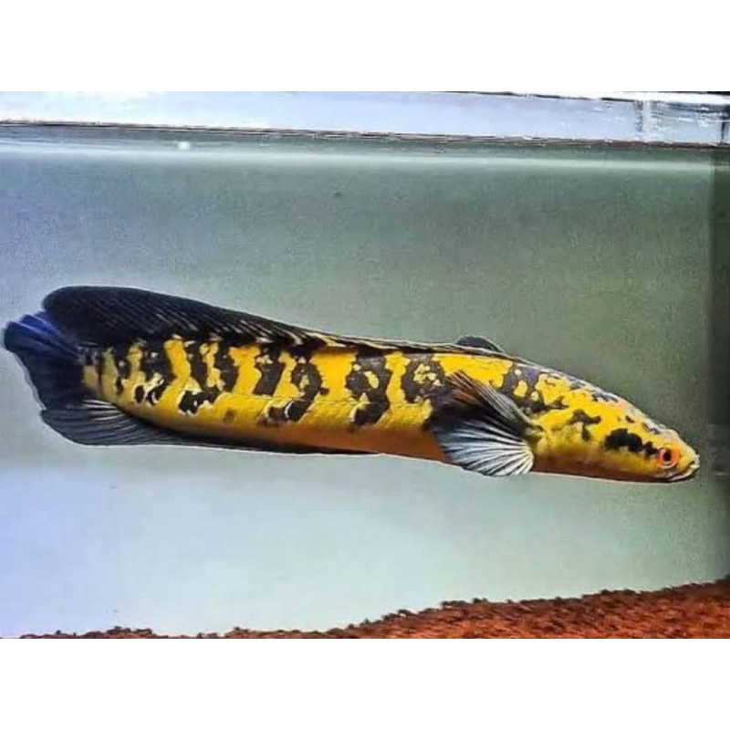 Jual Maru yellow sentarum / Ys 17-19cm | Shopee Indonesia