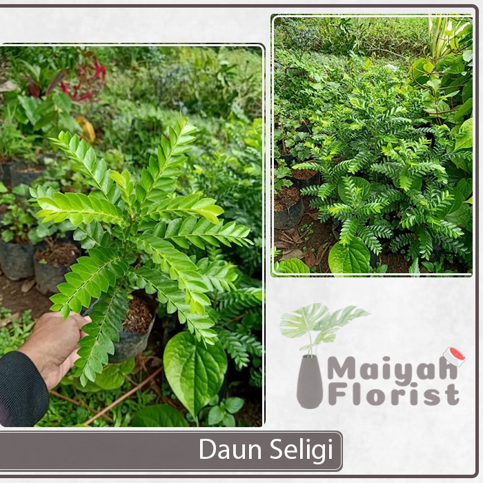 Jual Tanaman Herbal Daun Seligi - Kayu Sisih - Phyllanthus buxifolius ...