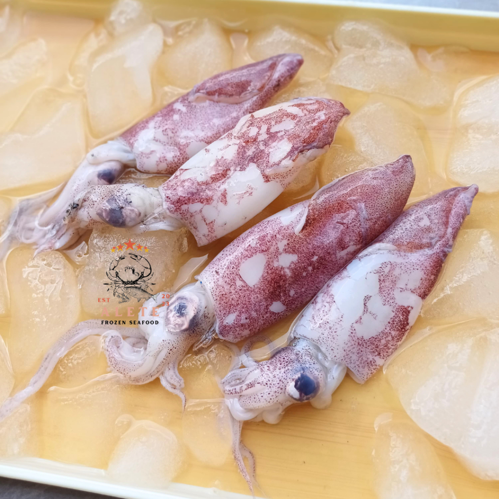 Jual Cumi Cumi Segar Ukuran Medium 1kg / Fresh Frozen Vacum Pack ...