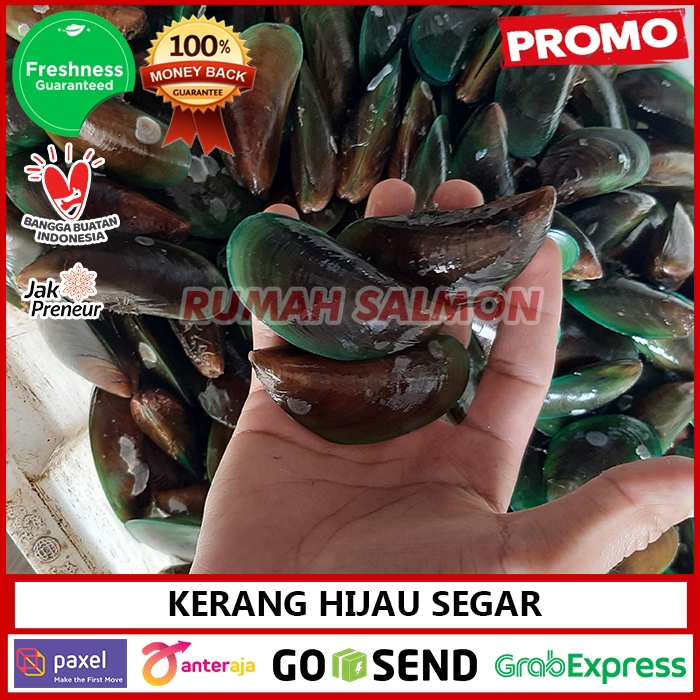 Jual Kerang Hijau FRESH / KERANG LAUT SEGAR SEAFOOD / kerang ijo Bersih ...