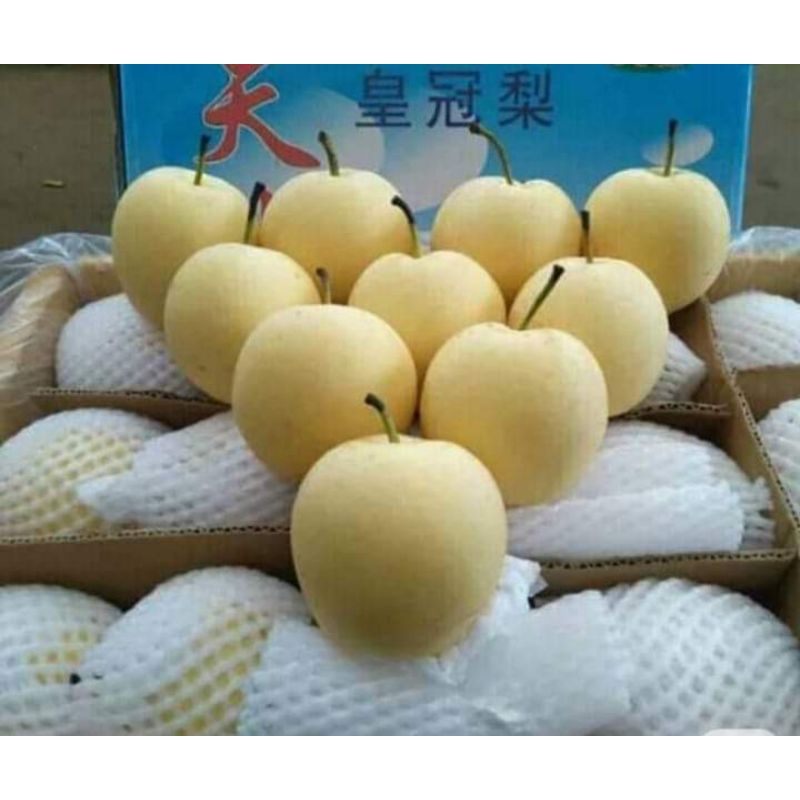 Jual Buah pear Century/pir madu(500g) | Shopee Indonesia