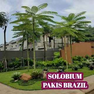 Jual Pakis Brazil Terlengkap & Harga Terbaru Juli 2024 | Shopee Indonesia