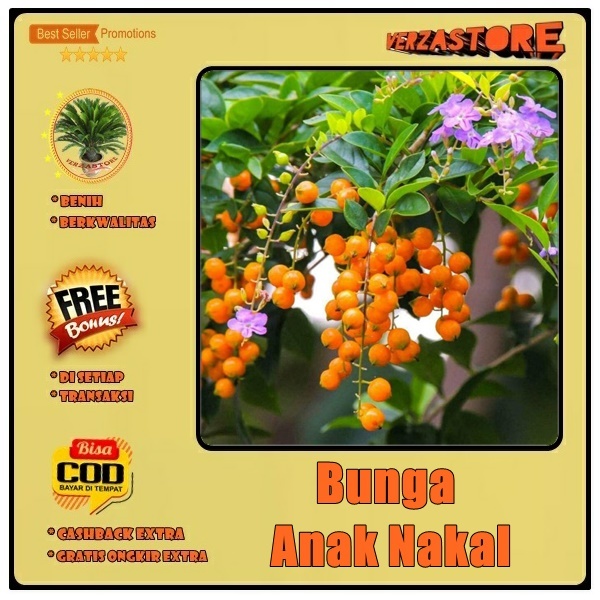 Jual biji benih bunga anak nakal/sinyo nakal /5 butir | Shopee Indonesia