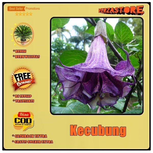 Jual 50-Biji Benih Bunga Kecubung | Shopee Indonesia