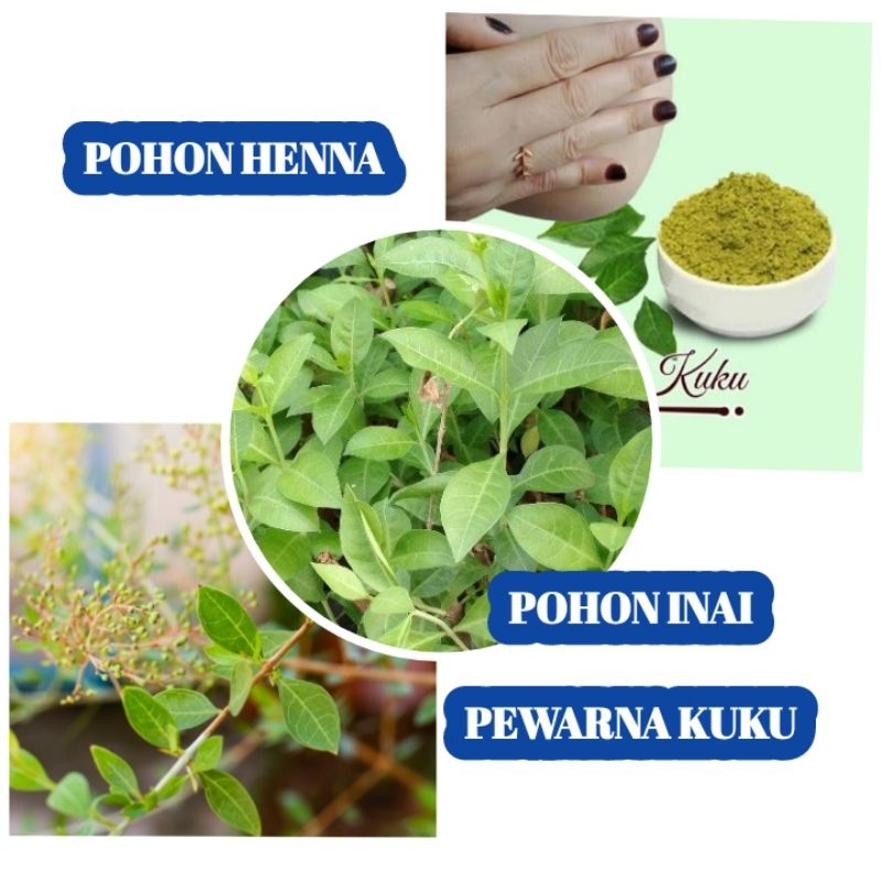 Jual BIBIT POHON HENNA | POHON INAI PEWARNA KUKU ALAMI | Shopee Indonesia