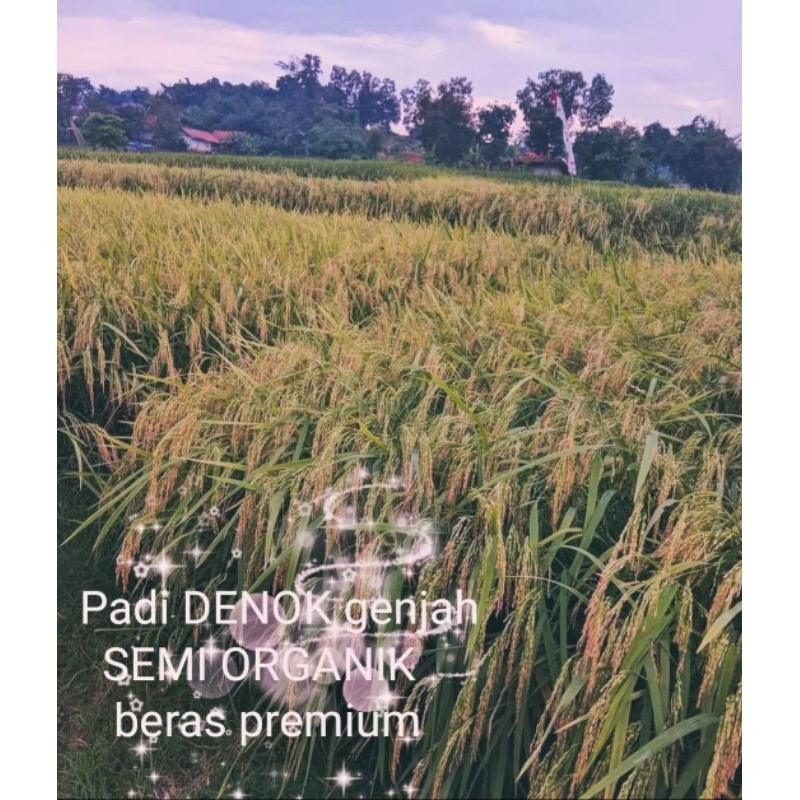 Jual Padi Denok gading putih super Genjah 5kg | Shopee Indonesia