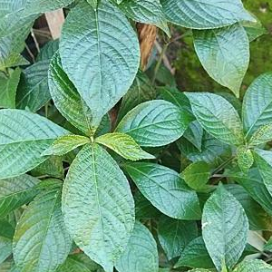 Jual daun pecah beling/keci beling 50 lembar baru di petik | Shopee ...