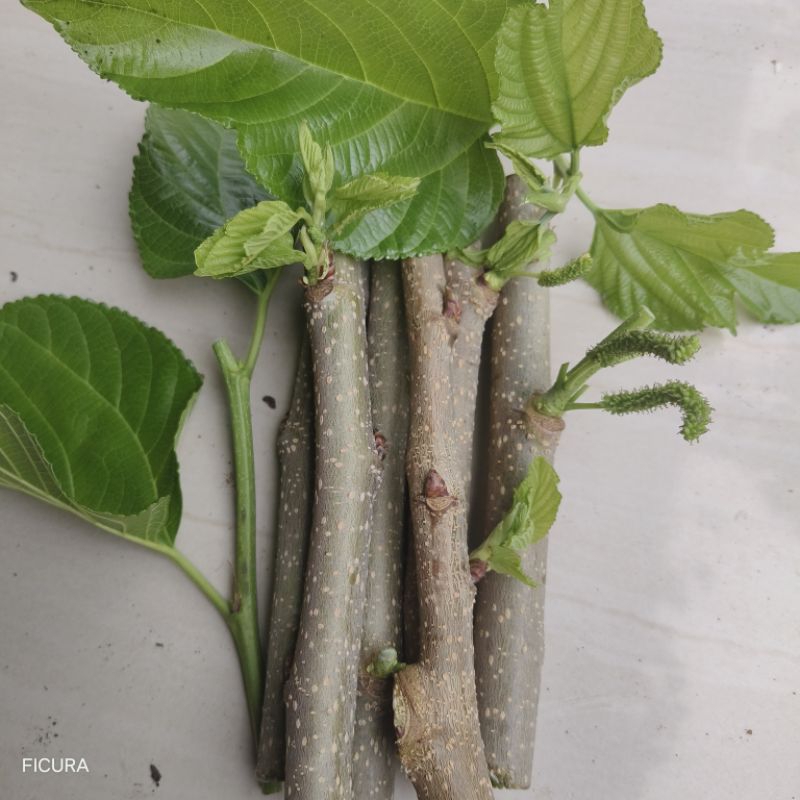 Jual paket 5 white long murbei aroma vanila asli free 1| fresh cutting ...