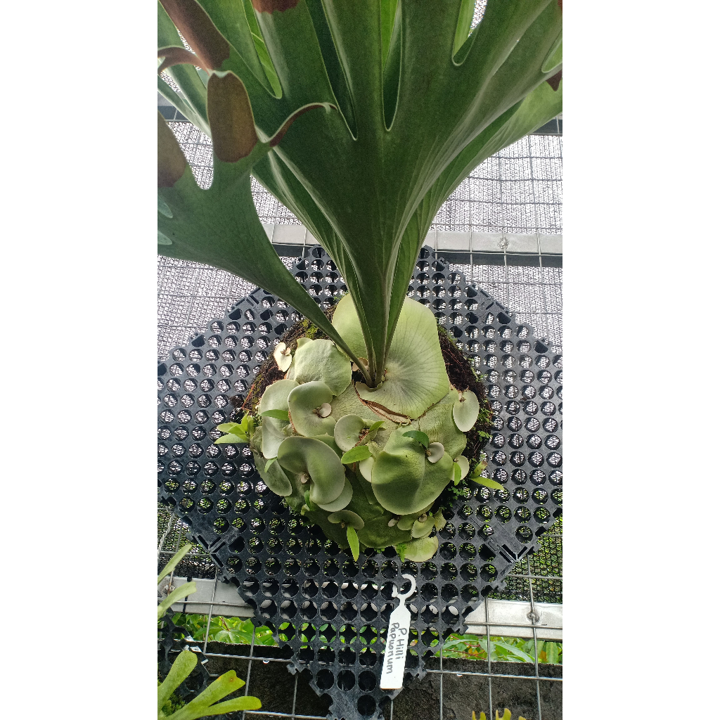Jual Anakan Platycerium Hilli Papuanum | Shopee Indonesia