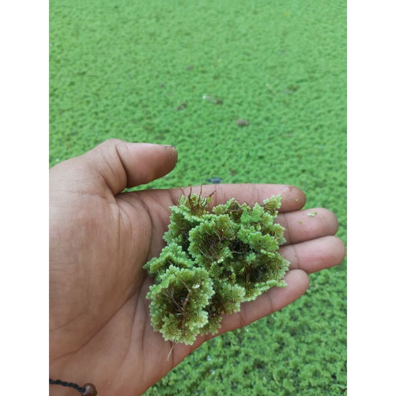 Jual Bibit azolla micropylla 1kg Pakan alternatif ikan, itik, dan ...