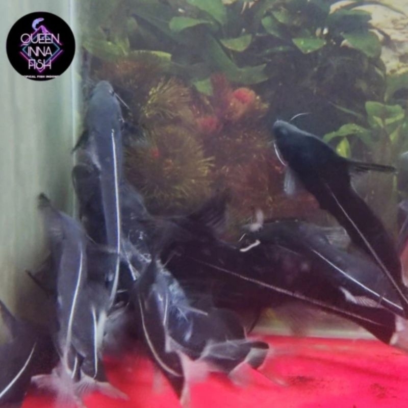 Jual Black Lancer Fish | Ikan Hias | Shopee Indonesia