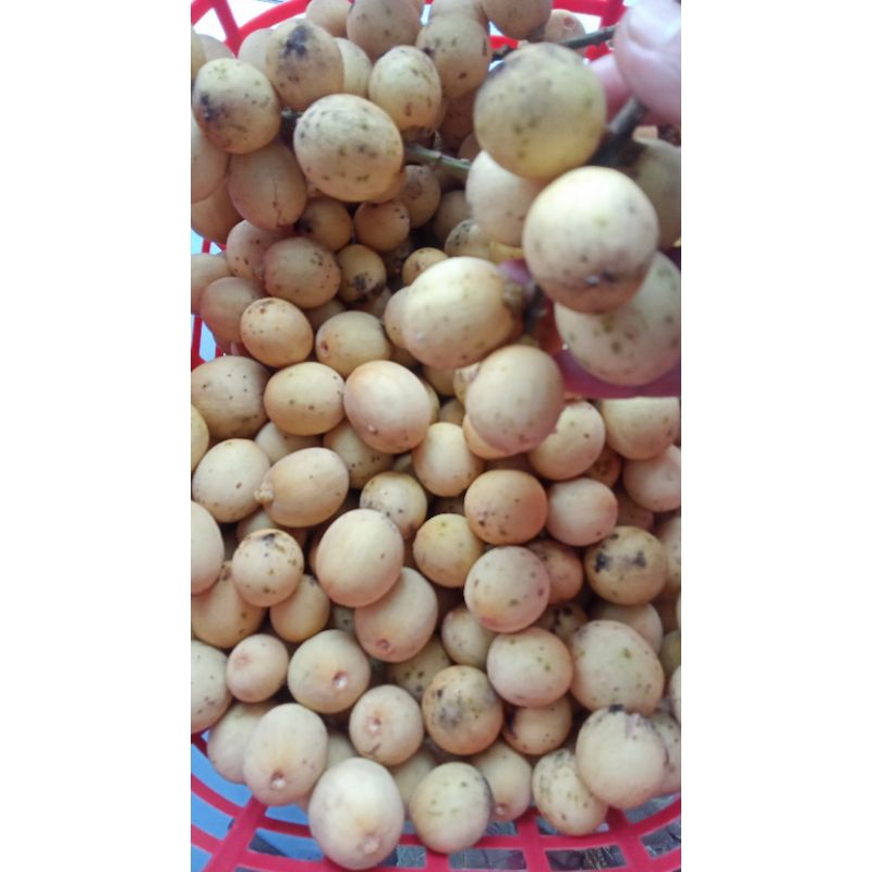 Jual Buah langsat di jamin manis. Harga 1kg | Shopee Indonesia