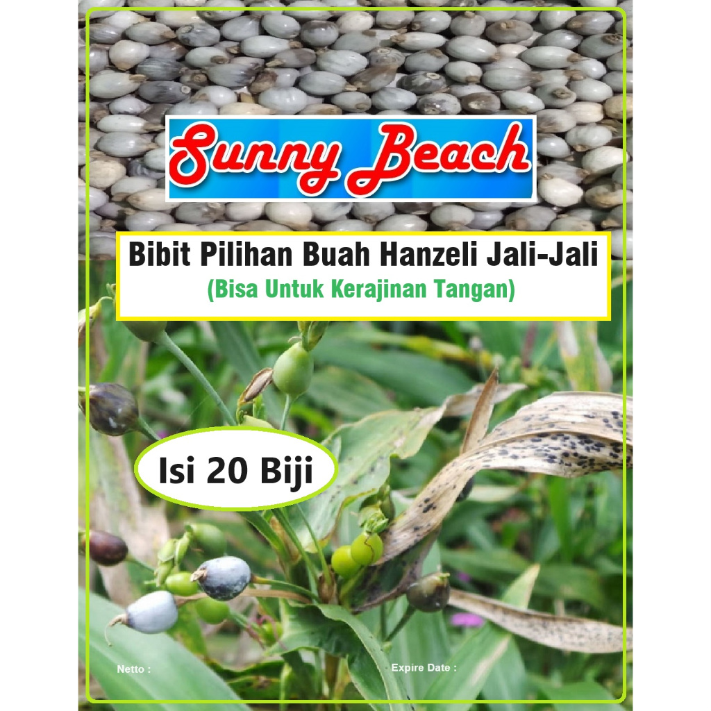 Jual Bibit Pilihan Buah Hanzeli Jali-Jali | Biji Benih Buah Jali-Jali Bisa Untuk Kerajinan ...