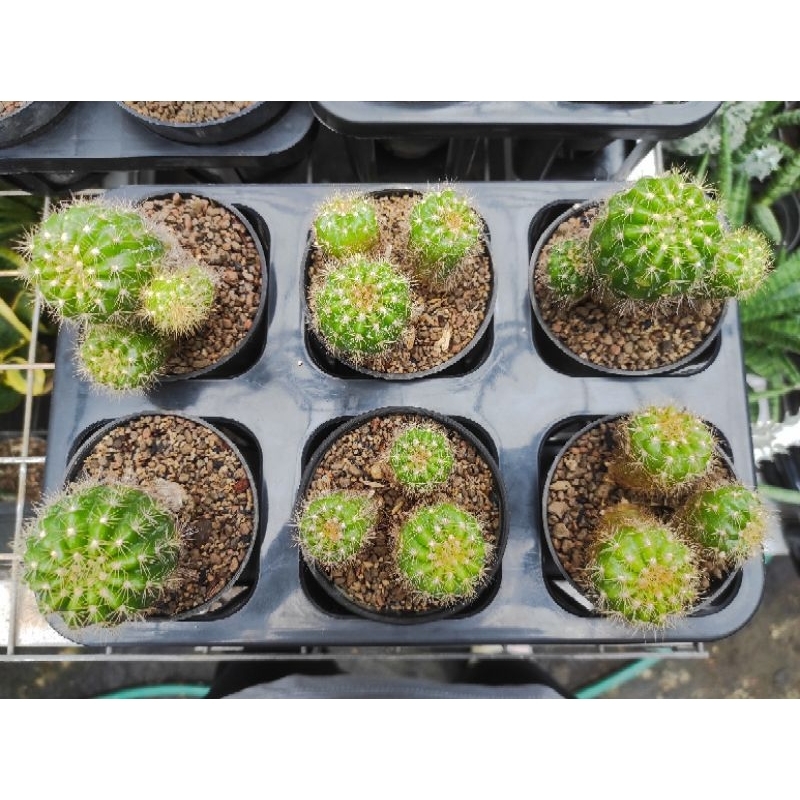 Echinopsis Oxygona Kaufen