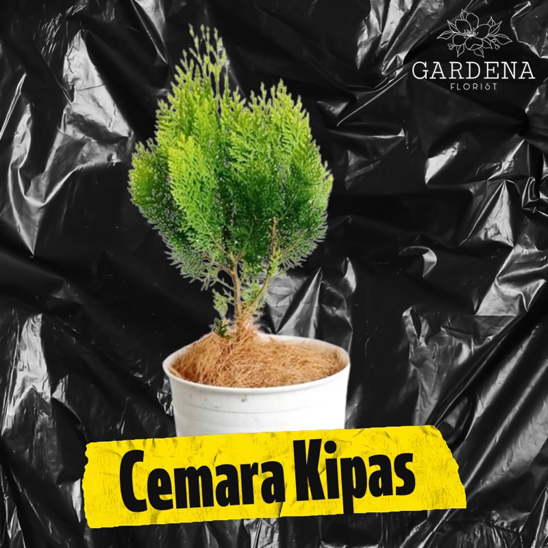 Jual tanaman cemara kipas - tanaman cemara cantik - tanaman cemara ...