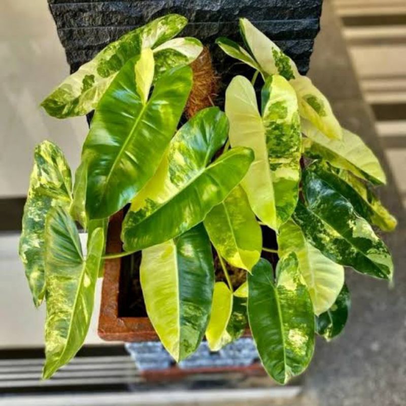Jual Tanaman Hias Philodendrone Burlemax Varigata - Tanaman Hias ...