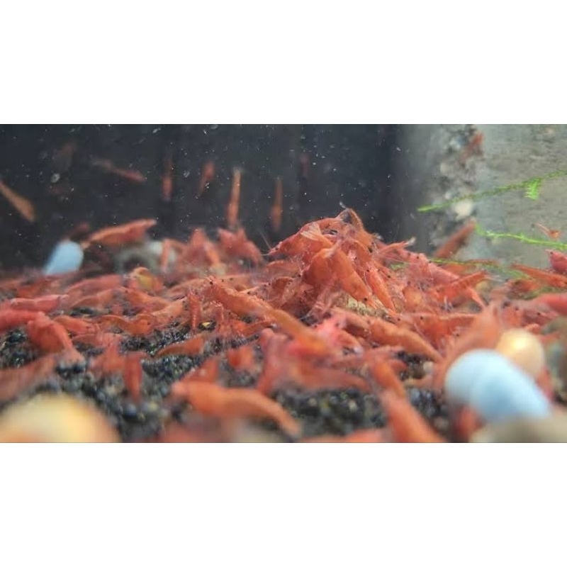 Jual PAKET 20 EKOR UDANG RED CHERRY | Shopee Indonesia