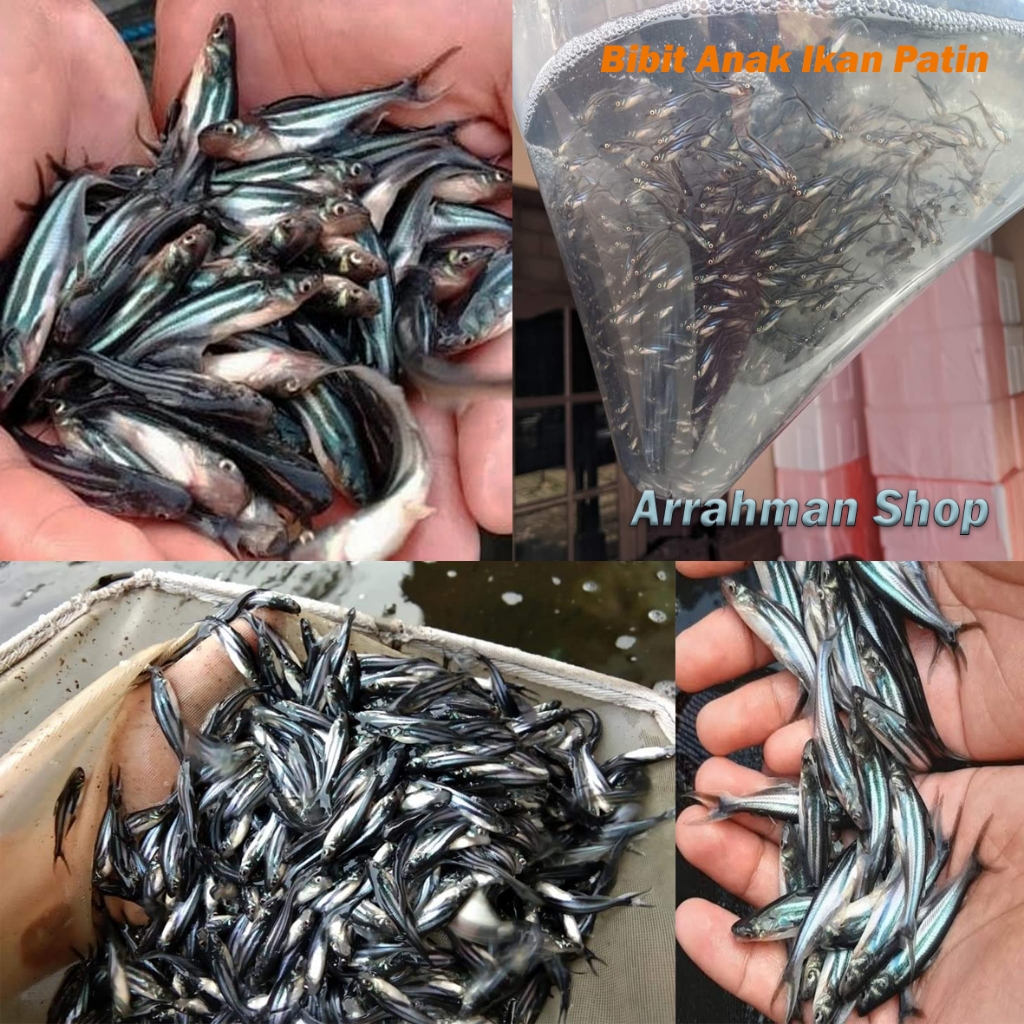 Jual Bibit Ikan Patin - Ikan Patin 7-10 cm - Ikan Patin Super ...