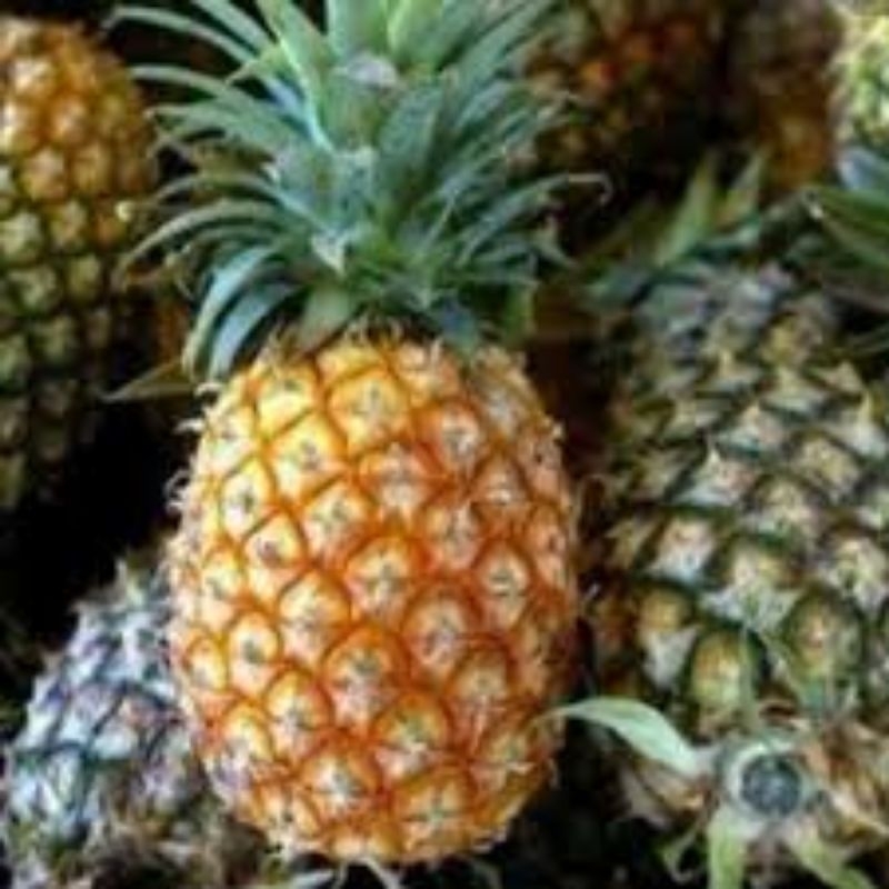 Jual Nenas 1pcs | Shopee Indonesia