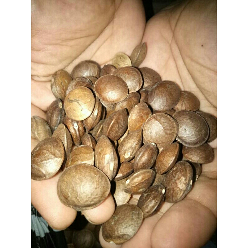 Jual Bibit,benih,biji kacang sacha inchi 50 pcs | Shopee Indonesia