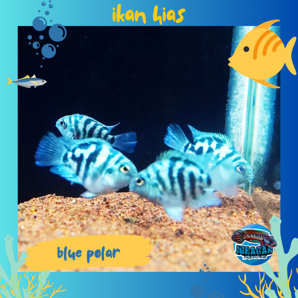 Jual Ikan Hias Aquarium - Ikan Blue Polar - Ikan Hias Air Tawar ...