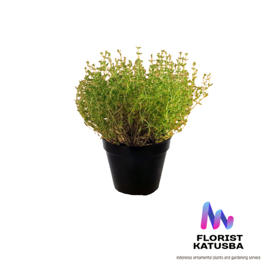 Jual tanaman herbal rempah daun thyme Thymus vulgaris | Shopee Indonesia