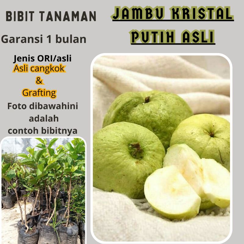 Jual BIBIT JAMBU KRISTAL PUTIH | Shopee Indonesia