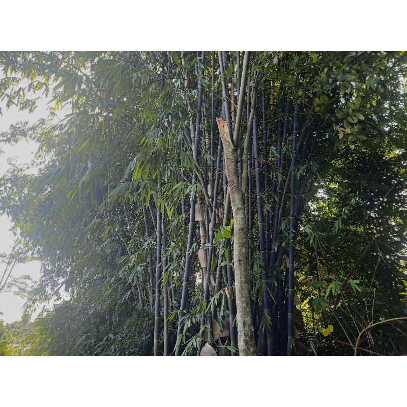 Jual bambu wulung harga per batang | Shopee Indonesia
