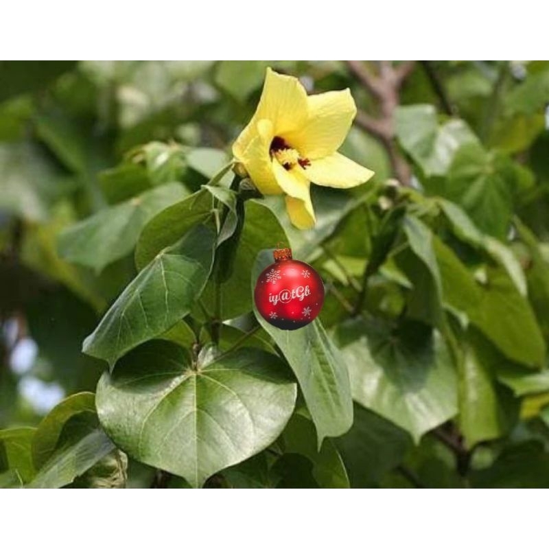 Jual daun waru segar per 10 Lembar | daun waru obat herbal | Shopee ... Jual daun waru segar per 10 Lembar | daun waru obat herbal | Shopee ...
