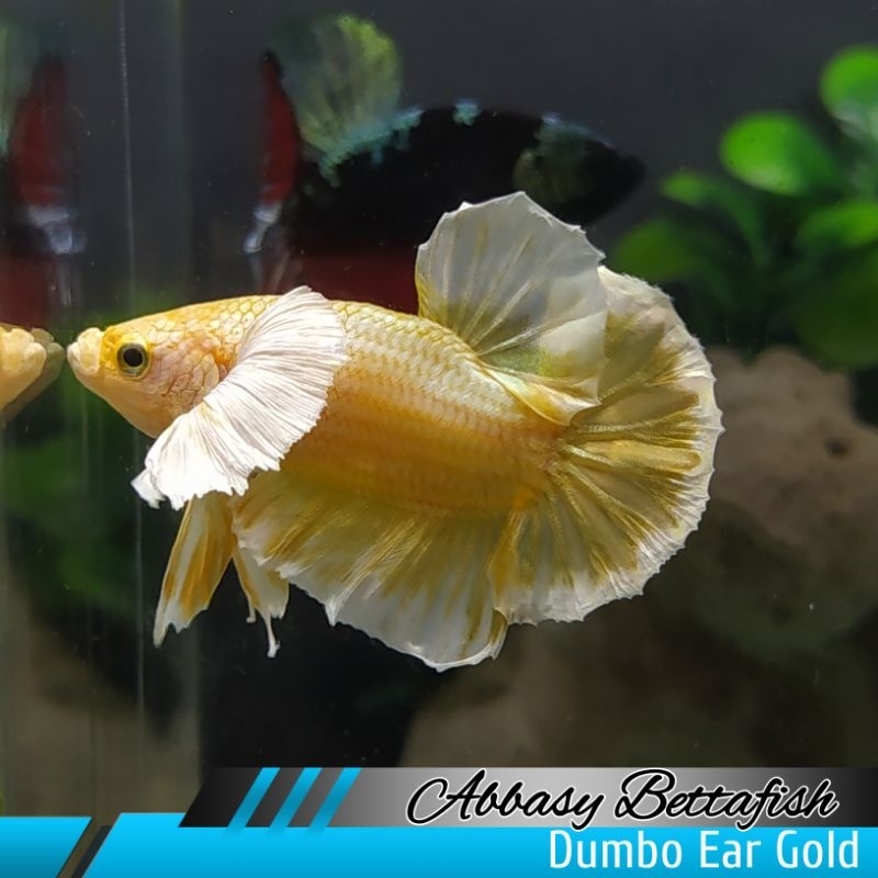 Jual Plakat Dumbo Ear Gold Male ( Real Pictures) | Shopee Indonesia
