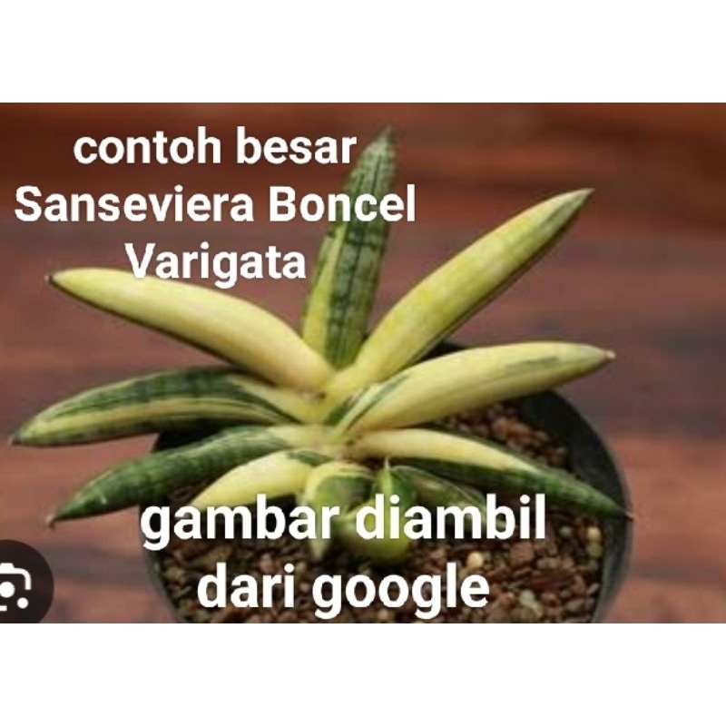 Jual sanseviera Boncel varigata | Shopee Indonesia