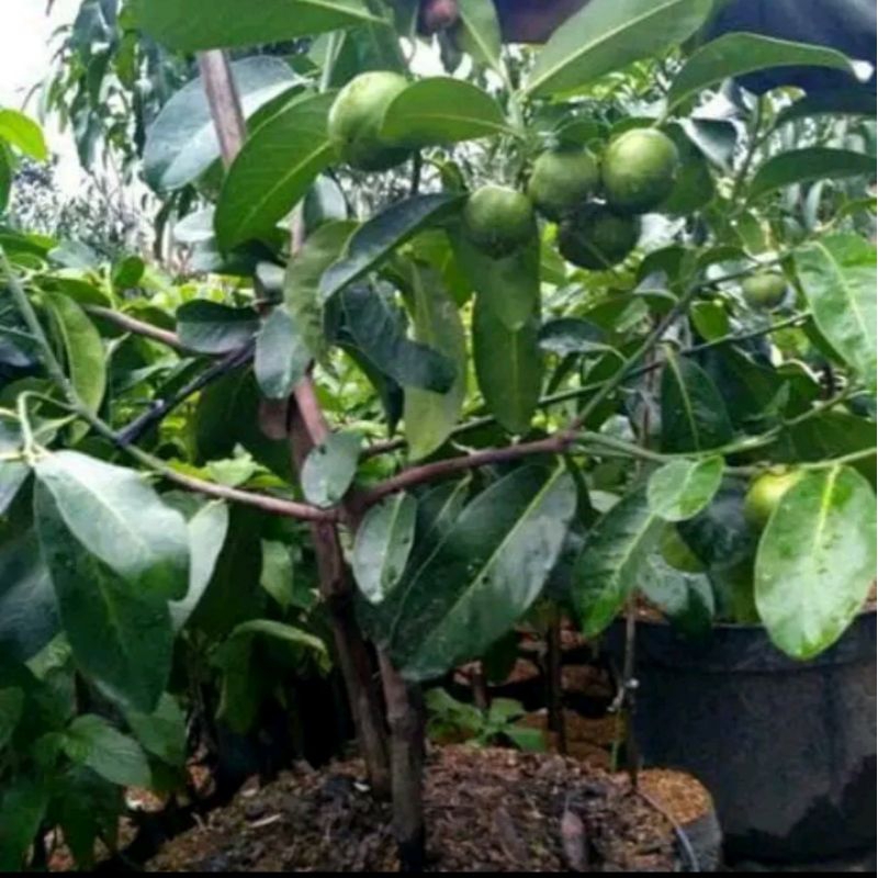 Jual Bibit buah black Sapote Giant Jumbo/Sawo Mexico(Sawo Hitam ...