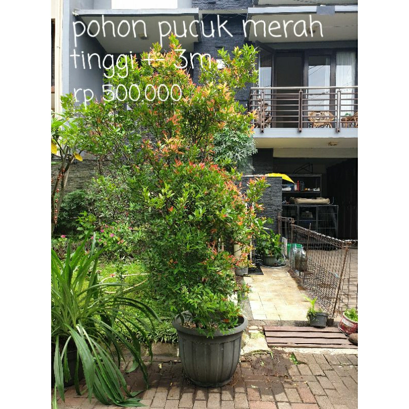 Jual tanaman pucuk merah | Shopee Indonesia