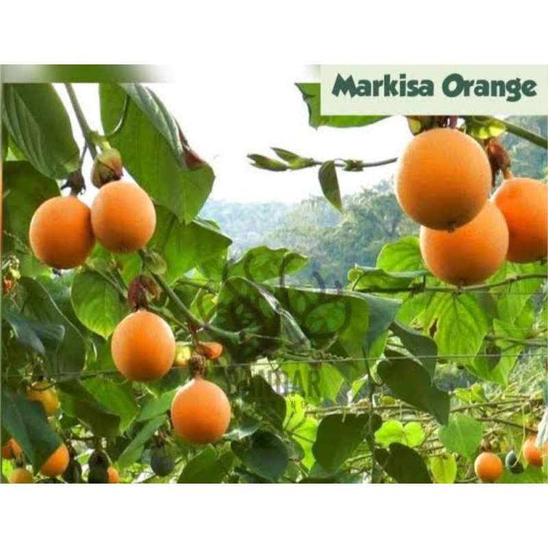 Jual 25 BUTIR BIJI BENIH MARKISA KONYAL, MARKISA ORANGE SUPER MANIS ...