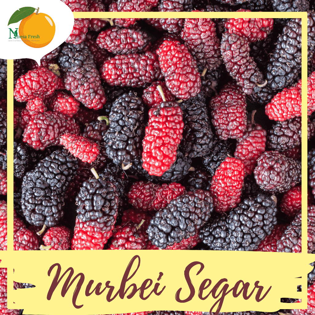 Jual Buah Murbei Mulberry Segar Fresh 500gram & 1kg (bukan frozen/kering) | Shopee Indonesia