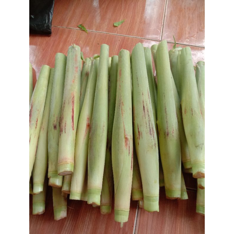 Jual Terubuk sayur/Tebu telur/Turubuk Segar 500 gram | Shopee Indonesia