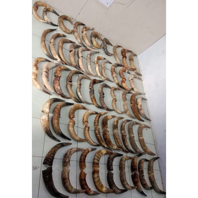 Jual tanduk sapi pasangan nyundang | Shopee Indonesia