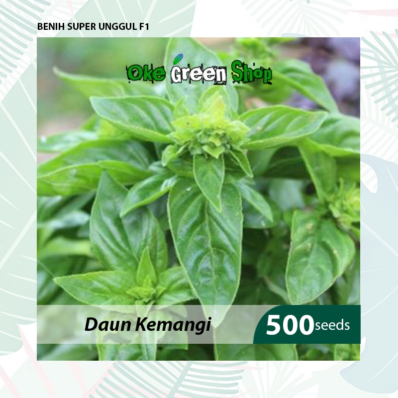 Jual Benih Bibit Daun Kemangi Lalap Unggul - Benih Seribuan | Shopee ...
