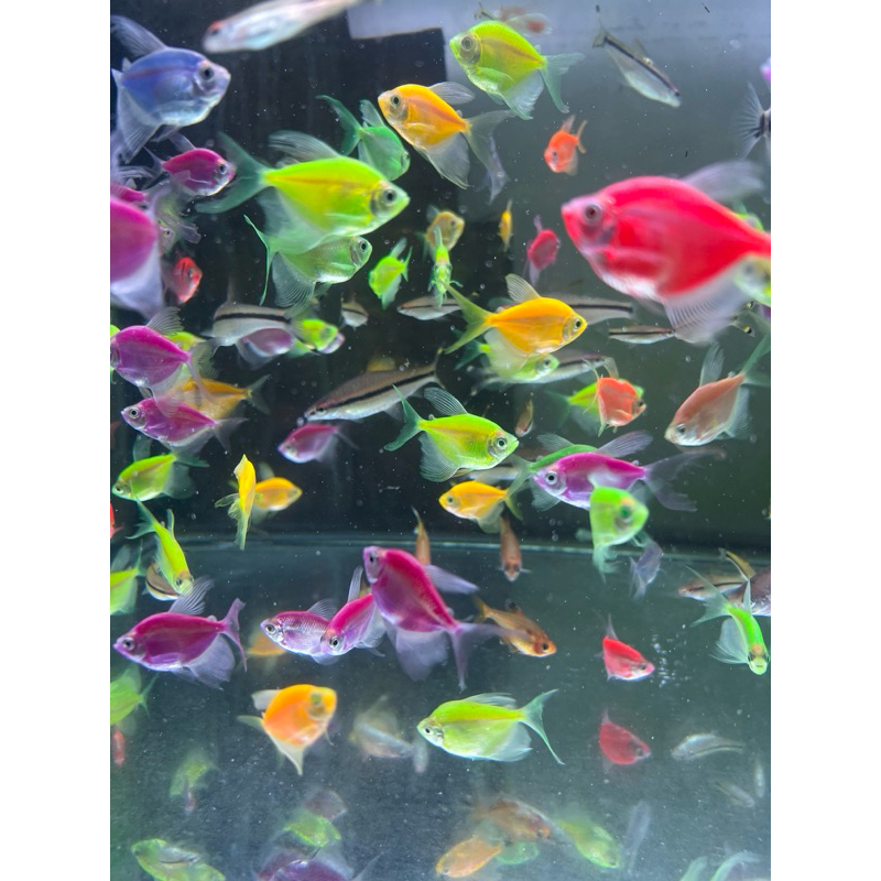 Jual gl0wfish slayer ekor panjang | Shopee Indonesia