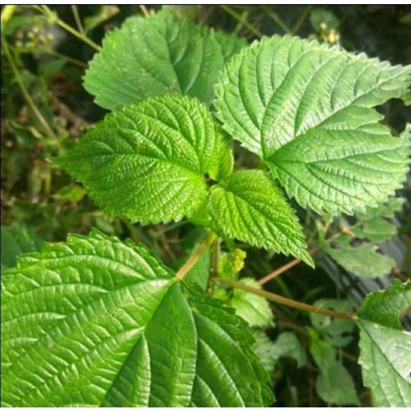 Jual daun jelatang ( Laportea) paling murah 100g | Shopee Indonesia